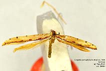 Papua Insects Foundation (Lepidoptera/Gracillariidae)